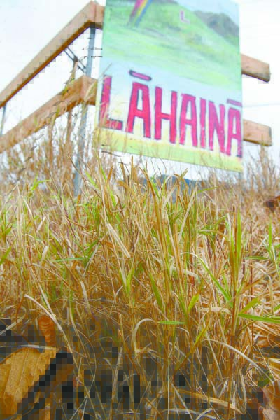 Sorrow, strength reflected in Lahaina’s signs | News, Sports, Jobs ...
